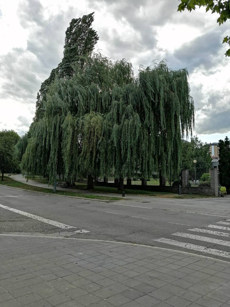 Seré un sauce llorón. – FILOSOFIA DEL RECONOCIMIENTO